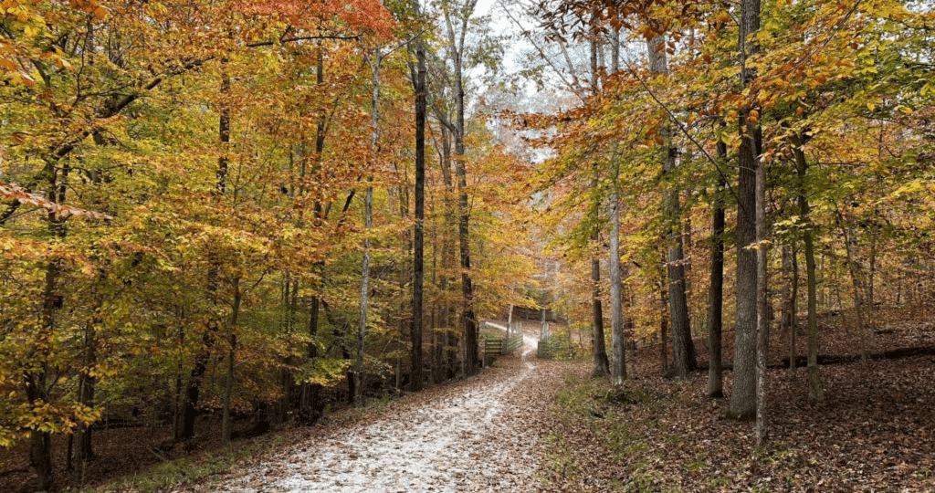 Raleigh’s Leaf Collection Program Hits Refresh